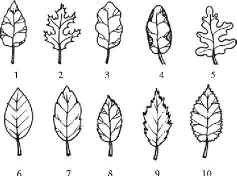 With An Incised Leaf Margin