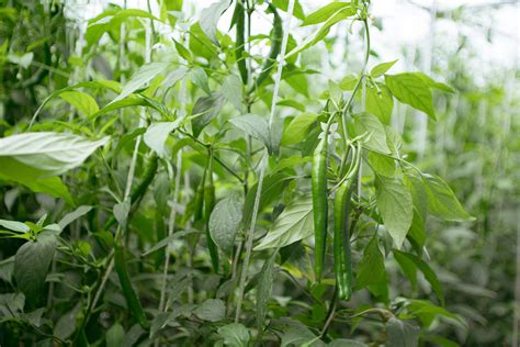 사람이 귀한 농촌 쿠팡 로켓그로스로 찾은 해결책 쿠팡 뉴스룸