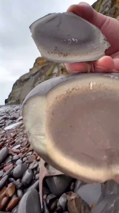 از لای سنگا چه چیزی پیدا کرد Youtube