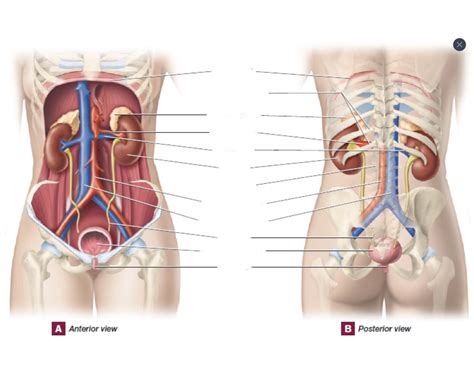 Organs Of Female Urinary System Quiz