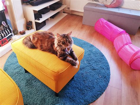 Shes Gorgeous And She Knows It R Supermodelcats