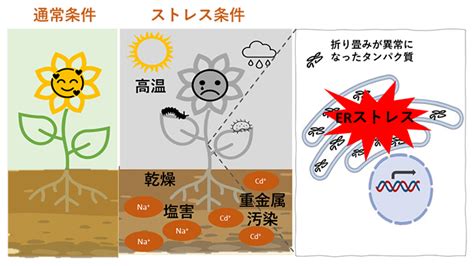 植物の小胞体ストレス応答の遠隔伝達機構を解明～気候変動下で農作物の生産性を保つ技術への応用に期待～ テック・アイ生命科学