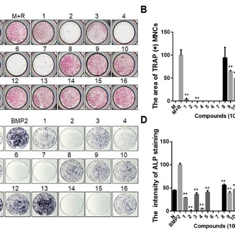 Effect Of Epigenetic Regulator Inhibitors On Osteoclast Differentiation