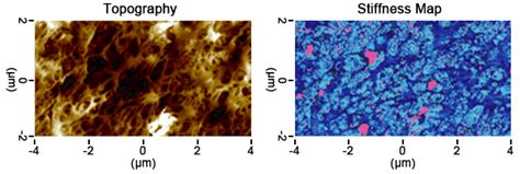 Nanoir Nanoscale Thermal Analysis Bruker