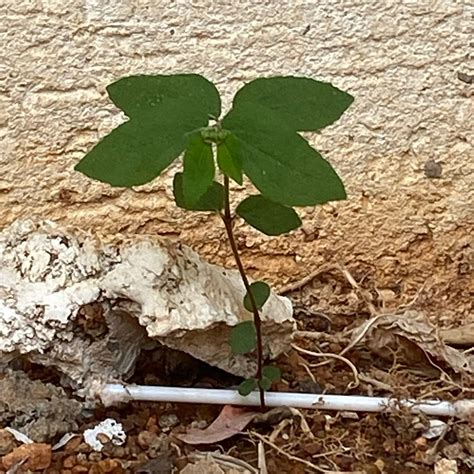 nature crafts 🌱🍀 youtube