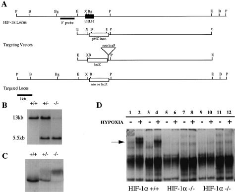 Targeted Disruption Of The Mouse Hif 1 α Gene A Part Of The