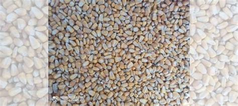 Пшеница Ячмень Кукуруза купить в Кривянской Животные и зоотовары Авито