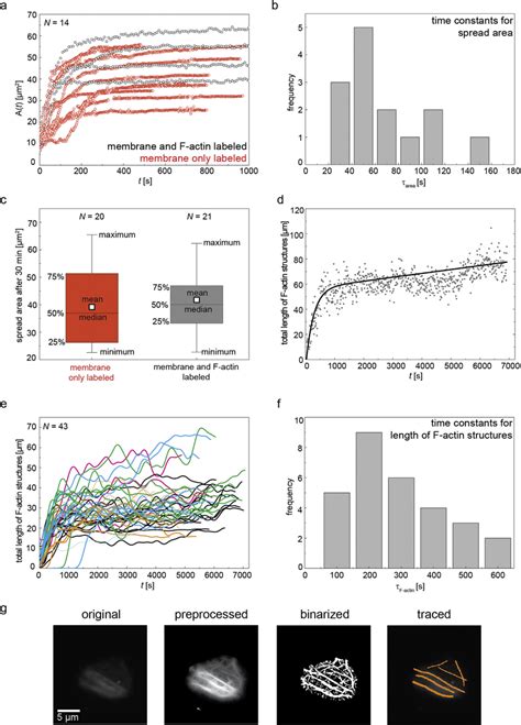 Different Timescales Of Platelet Spreading And F Actin Structure Download Scientific Diagram