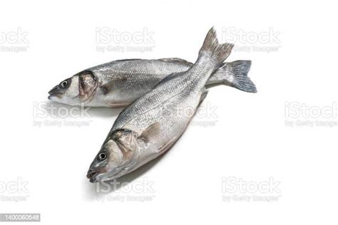 생 Seabass 물고기 Robalo 신선한 해산물 두 물고기 흰색에 고립 된 물고기 0명에 대한 스톡 사진 및 기타 이미지