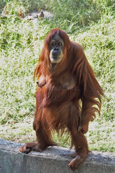 A Female Orangutan Standing Stares Stock Photo Image 23682276