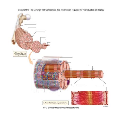 Exam Review Microscopic Muscle Diagram Quizlet