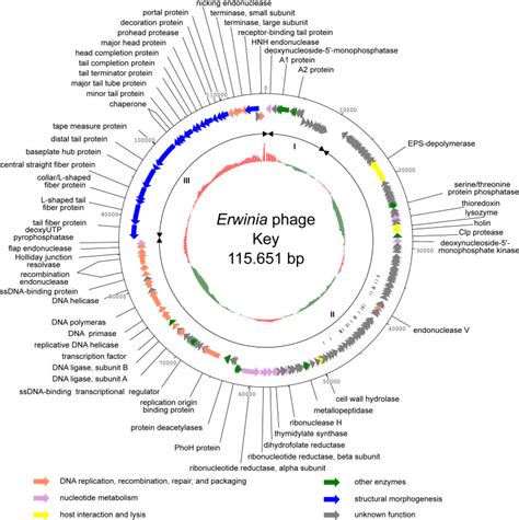 Broad Host Range Lytic Erwinia Phage Key With Exopolysaccharide Degrading Activity Pmc