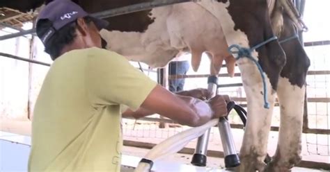 G1 Preço do leite pago ao produtor de MT sobe quase 1 em julho diz