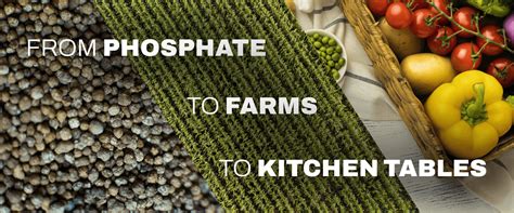 From Floridas Phosphate Rock To Americas Tabletops The Unsung Hero