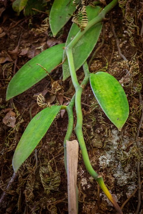 Vanilla Plant Free Stock Photo Public Domain Pictures