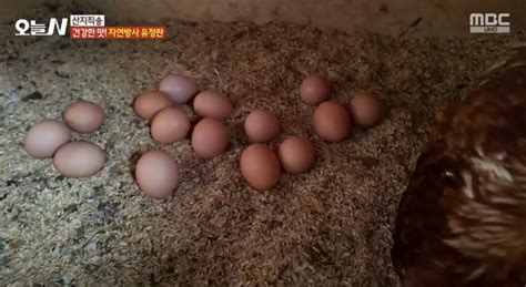 산지직송 자연방사 유정란 택배주문 오늘n 달걀 정기구독 백수정 난각번호 1번 유정란 파는곳 여행다이어리