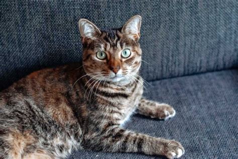 Comment Reconnaître Chaton Mâle Ou Femelle Guide Chat Et Chien