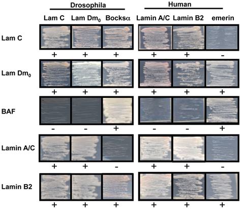 Yeast Two Hybrid Analysis Of Nuclear Protein Interactions Interactions