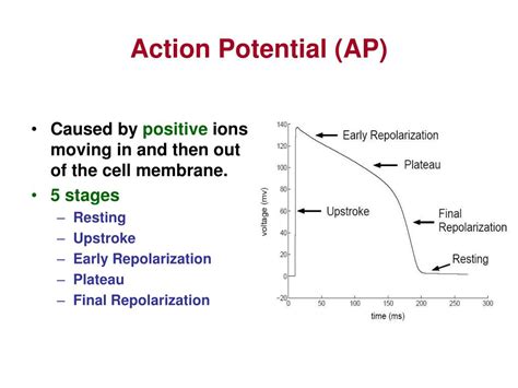 ppt efficient modeling of excitable cells using hybrid automata radu
