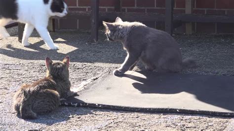 猫 離島の猫 猫のケンカ 池島の猫 長崎県長崎市の離島 廃鉱の島 池島 レオ♂とモコ♂のケンカ？ Youtube