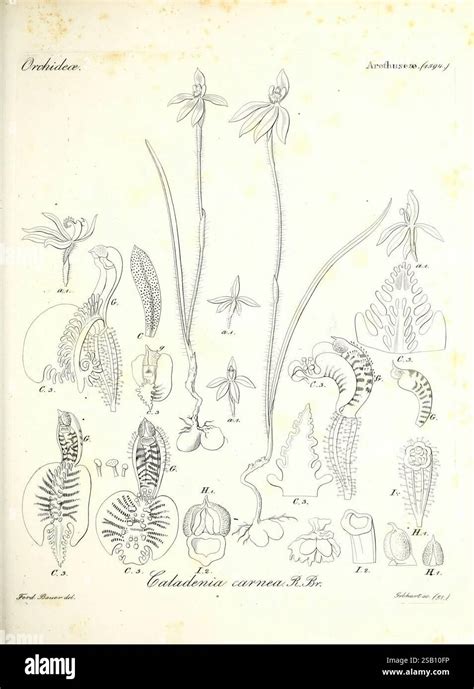 Iconographia Generum Plantarum Vindobonae F Beck 1838 Botany