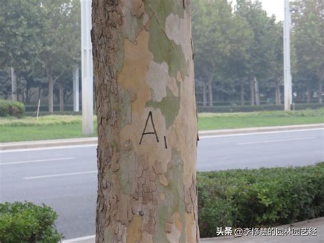 市政景观绿化养护之行道树栽植与养护 知乎