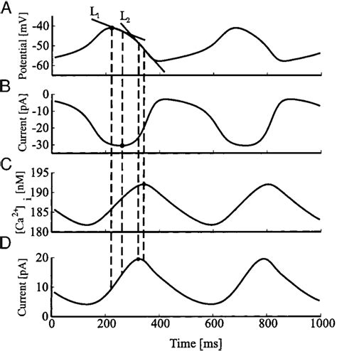 Important Currents Underlying Sinusoidal Oscillations Membrane