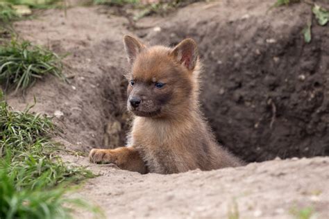 Dhole Pups