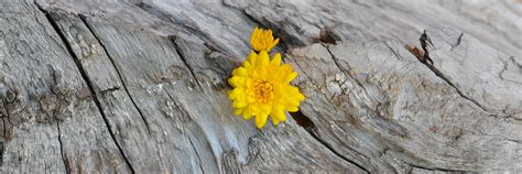 Free Images Plant Wood Leaf Flower Insect Yellow Flora Fauna