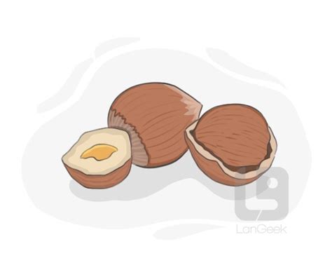 Definition And Meaning Of Filbert Langeek