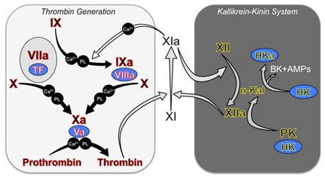 Current Models Of Thrombin Generation And Contact Activation Black Download Scientific Diagram