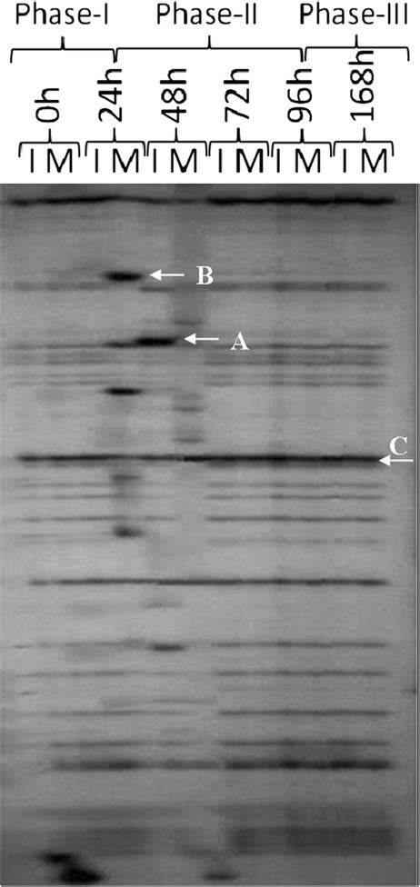 A Representative Autoradiogram Of Cdna Aflp Analysis Of 12 Cdna Samples