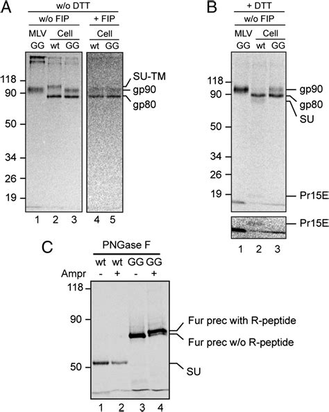 Furin Cleavage Of The Moloney Murine Leukemia Virus Env Precursor