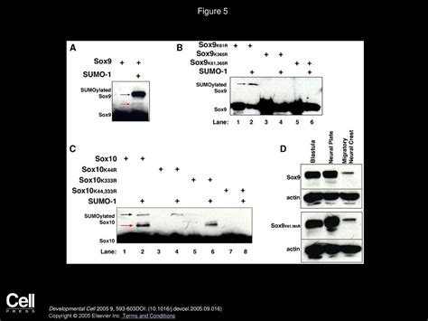 Soxe Factors Function Equivalently During Neural Crest And Inner Ear