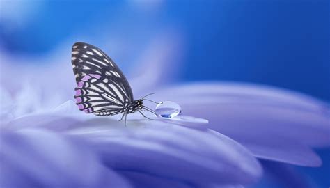 ᐈ Qué simboliza una mariposa en la Biblia