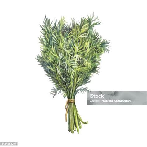 흰색 배경에 고립 된 딜의 수채화 뭉치 채식 샐러드 요리를위한 손으로 그린 녹지 비타민 비건 야채 음식 주방 요리 책을위한 클립