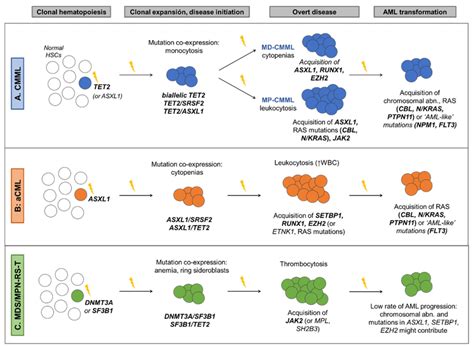 Clonal Evolution Model In Adult Mdsmpn The Figure Depicts The Clonal