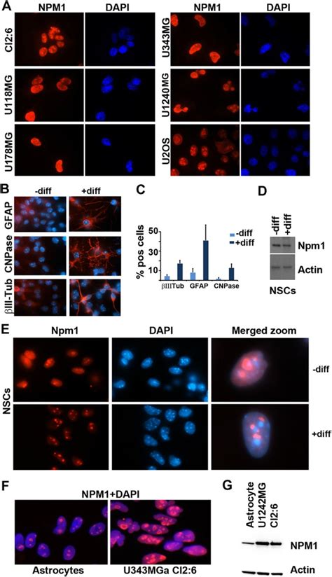 Npm1 Histone Chaperone Is Upregulated In Glioblastoma To Promote Cell