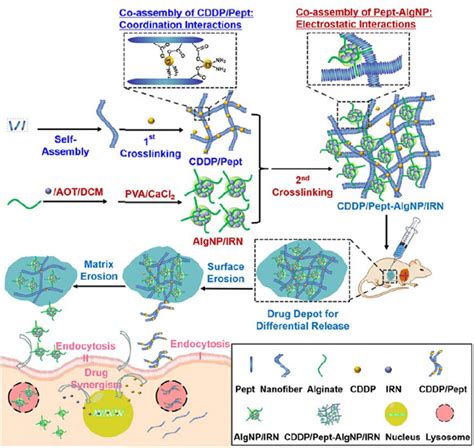 Schematic Illustration Of Double‐crosslinked Cddppept‐algnpirn