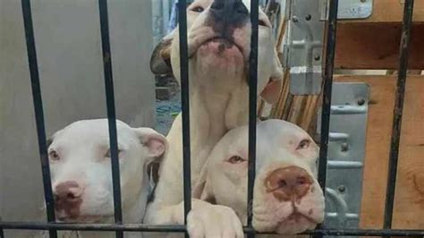 African Pitbulls