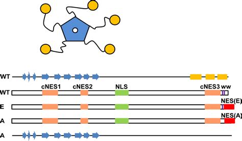 Schematic Representation Of Npm Structure Indicating The Location Of