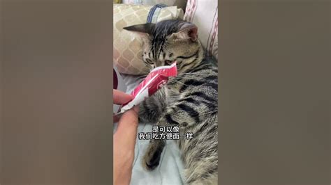 狸花猫就没有我治不了的坏毛病！不爱喝水？一招搞定帕特 帕特鲜喝汤 猫咪补水 狸花猫 Youtube