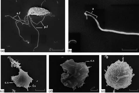 Morphology Of The Flagellated Cells The Amoeboid Cells And The Cysts