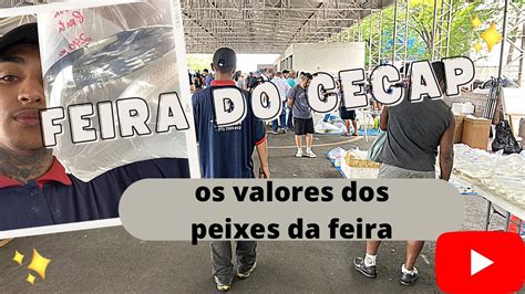 Novidades Da Feira Do Cecap Youtube