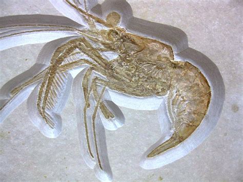 Jurassic German Solnhofen Shrimp 19b For Sale