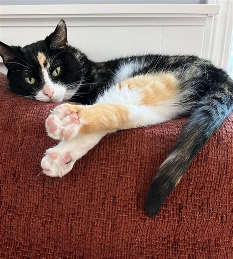 Lazy Day Beans R Toebeans