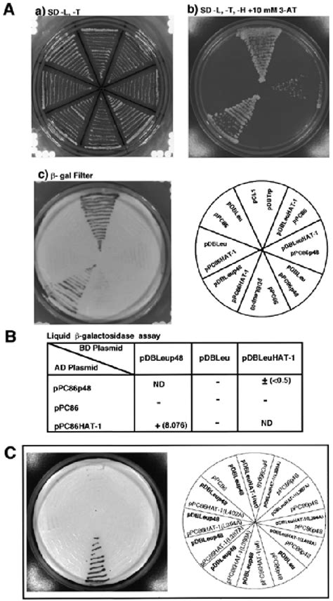 Yeast Two Hybrid Assay For The In Vivo Interaction Of Chhat 1 Or Single