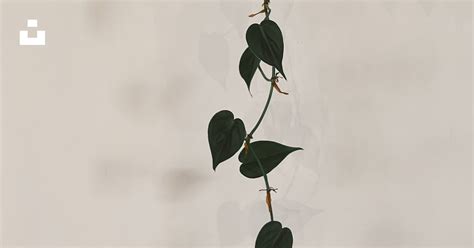 白い背景に緑の植物の写真 Unsplashの蔓の無料画像
