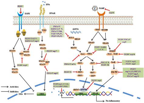 Frontiers Interplay Between Swine Enteric Coronaviruses And Host