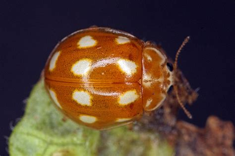 Calvia decemguttata Zehnfleckiger Marienkäfer Marienkäfer
